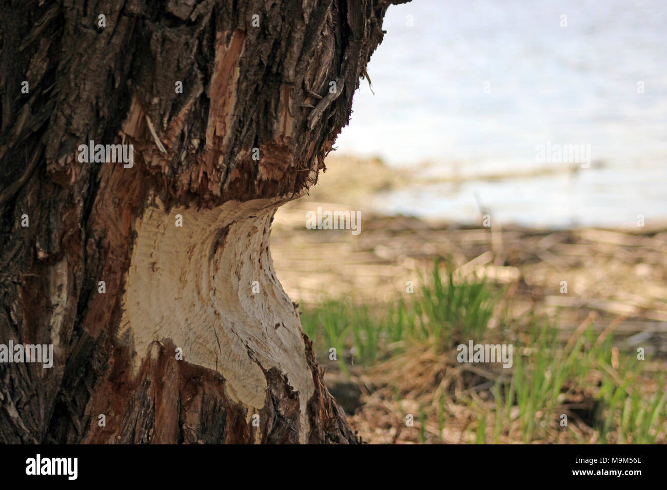 Beaver wildlife animal photo and image hi-res stock photography and ...