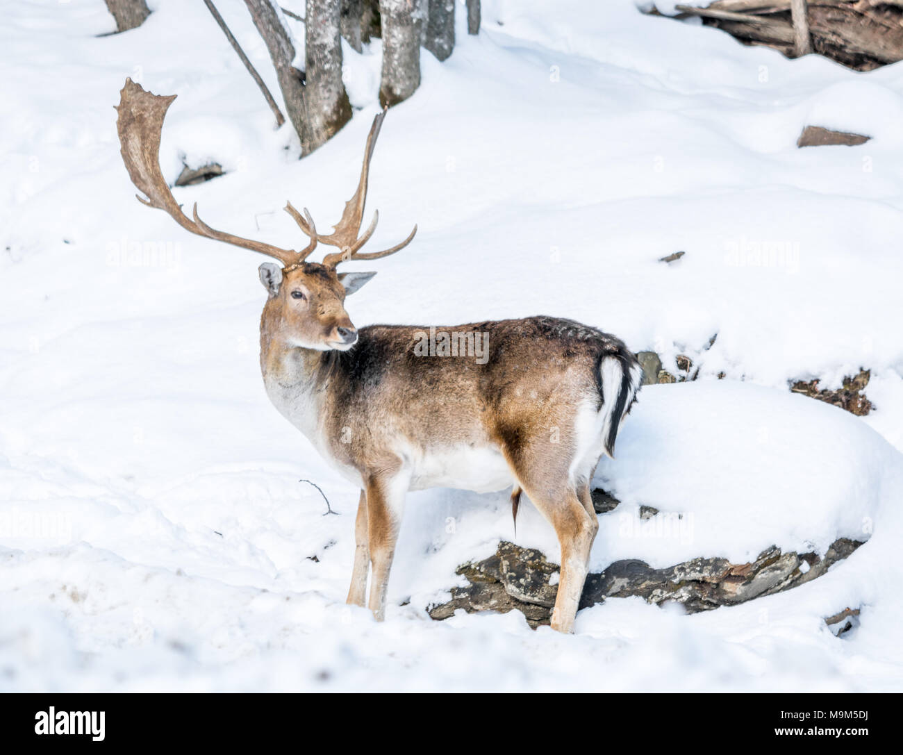 Montebello quebec hi-res stock photography and images - Alamy
