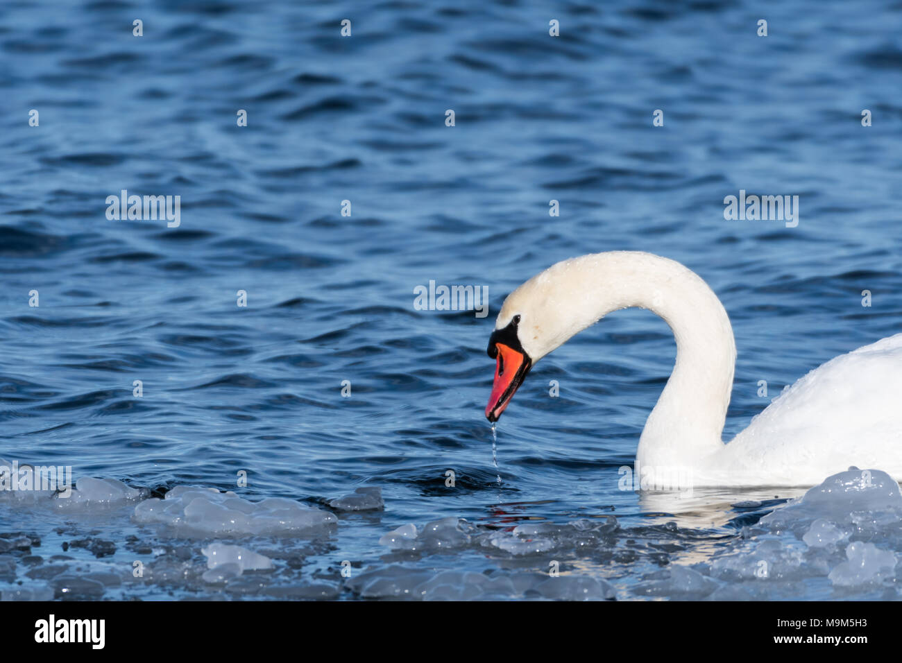 Portrait of a beautiful Mute Swan in cold water with floating ice Stock ...