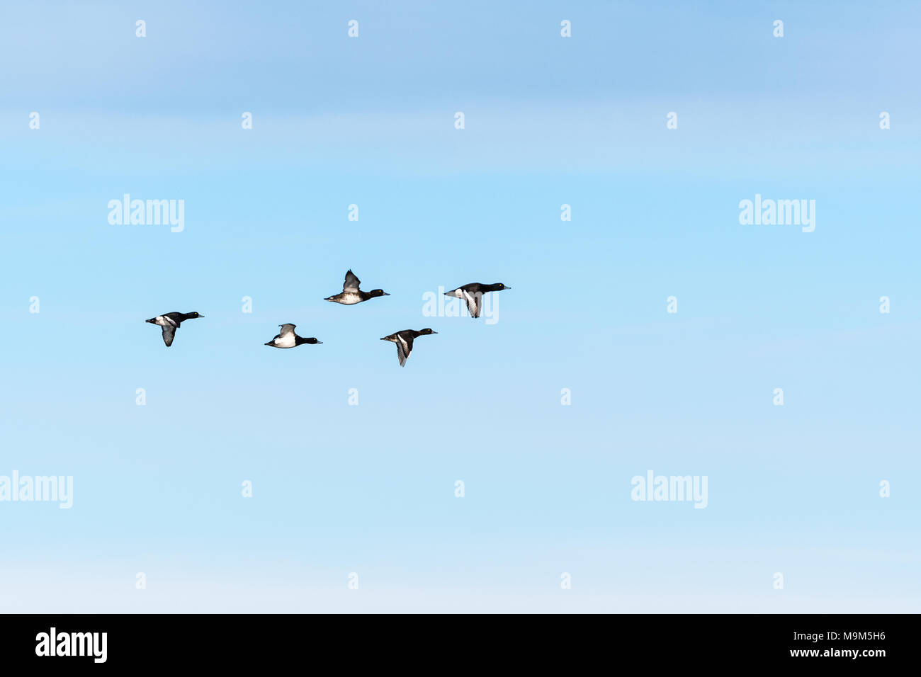 Ducks flying in formation hi-res stock photography and images - Alamy