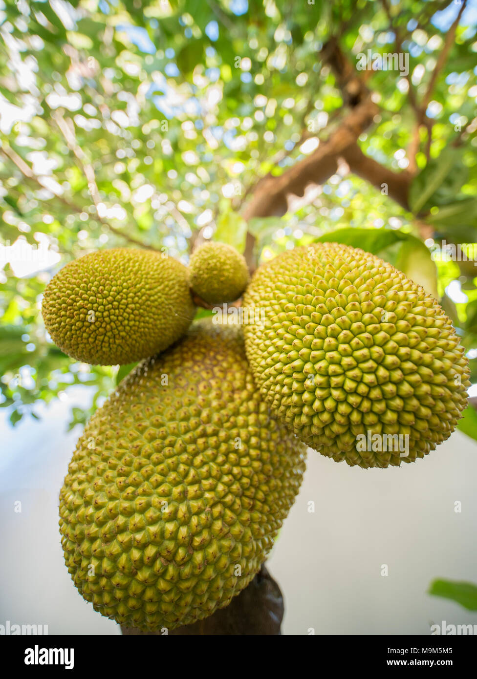 Jackfruit hi-res stock photography and images - Alamy
