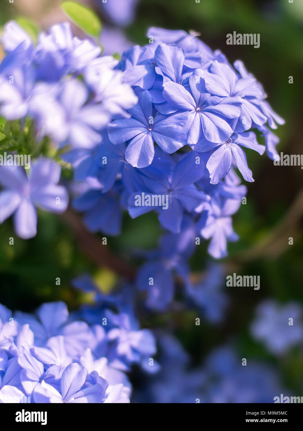 Cape leadwort flower hi-res stock photography and images - Alamy
