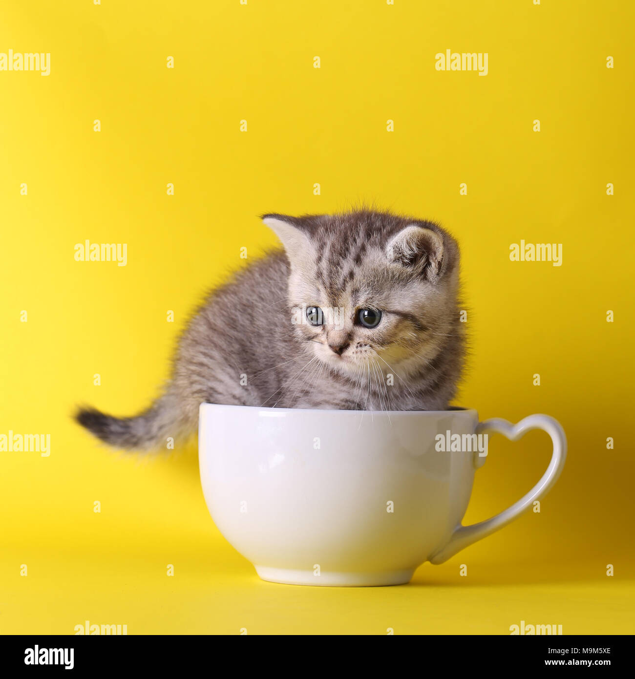 cute kittens sitting inside in pastel containers on yellow background ...