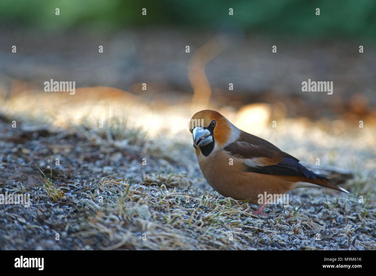 Male and female hawfinch hi-res stock photography and images - Alamy