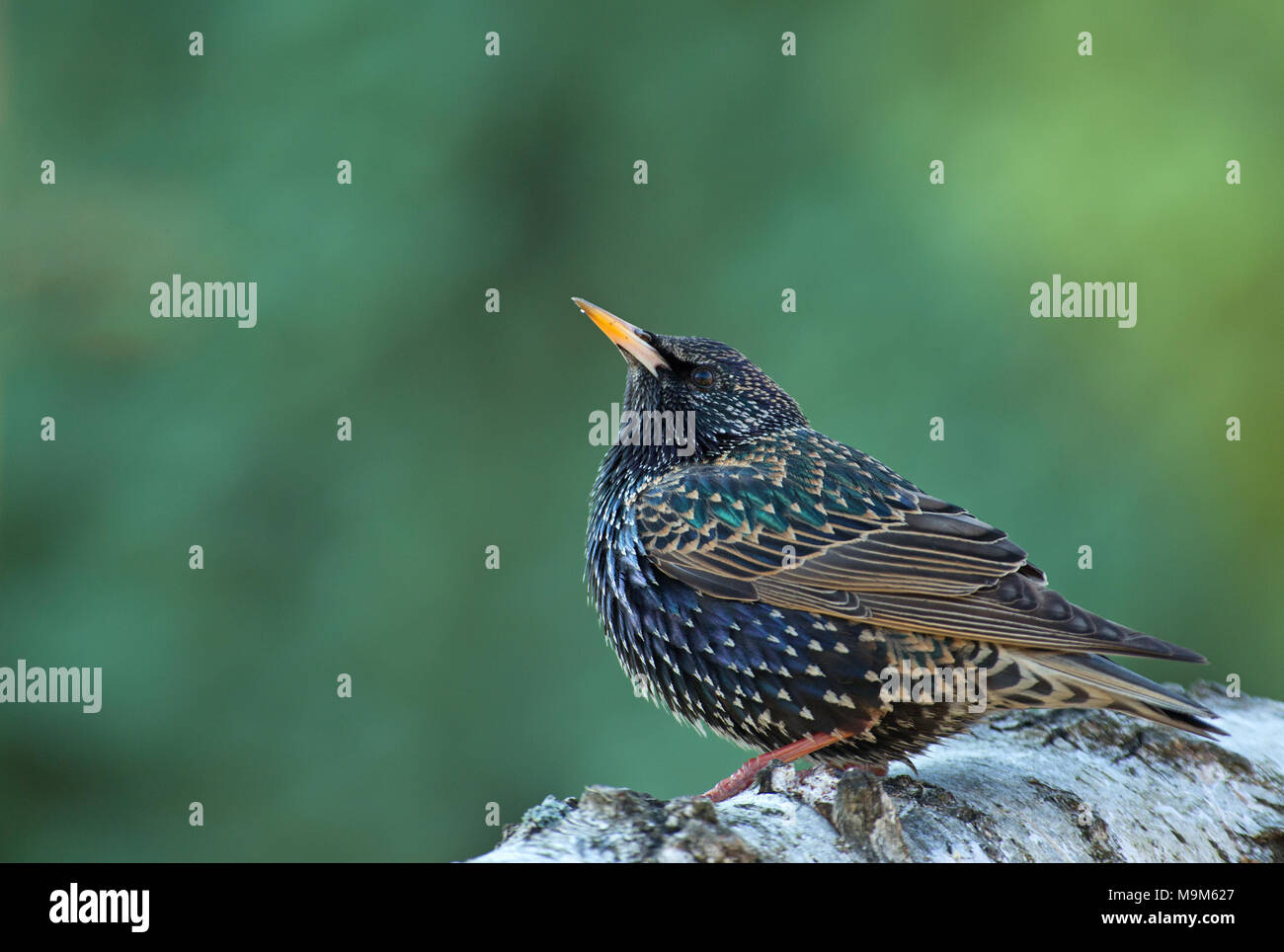 Sturnus vulgaris early summer hi-res stock photography and images - Alamy