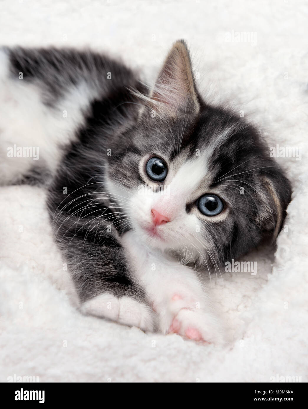 Closeup of sleepy kitten with blue eyes in a fluffy bed Stock Photo - Alamy