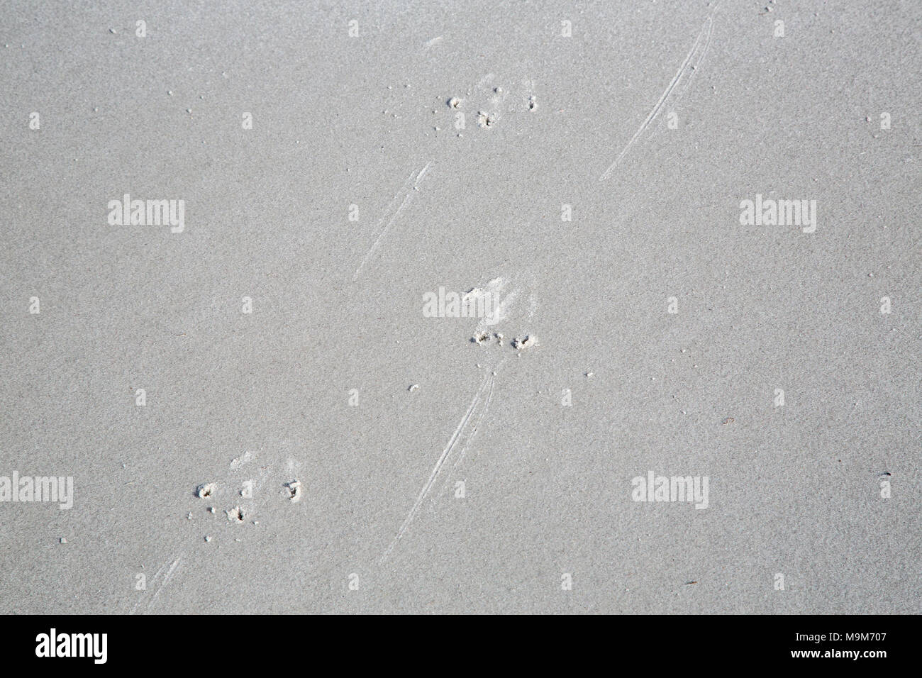 Penguin tracks hi-res stock photography and images - Alamy