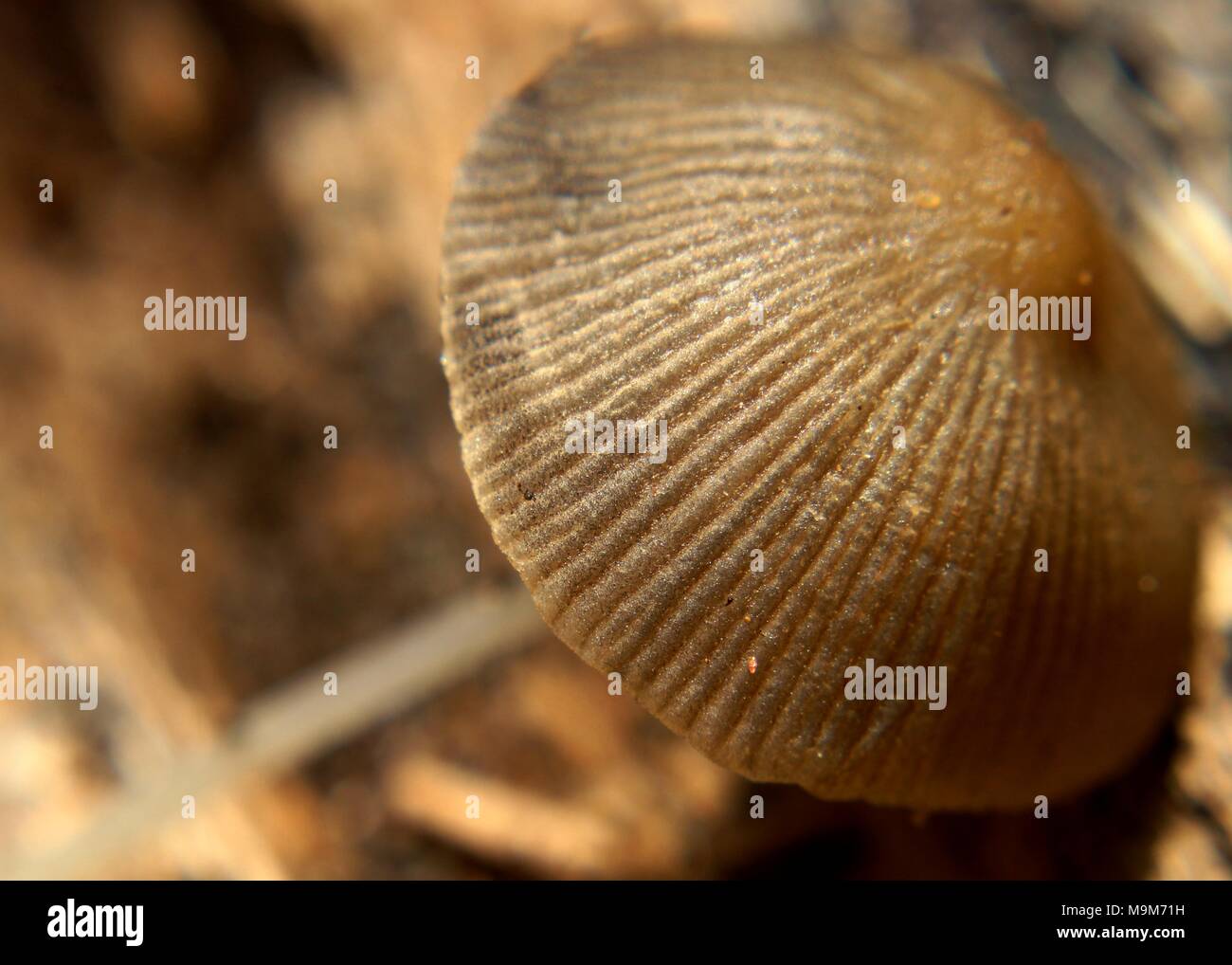 macro - close-up view of small mushrooms - fungi - fungus found in a ...