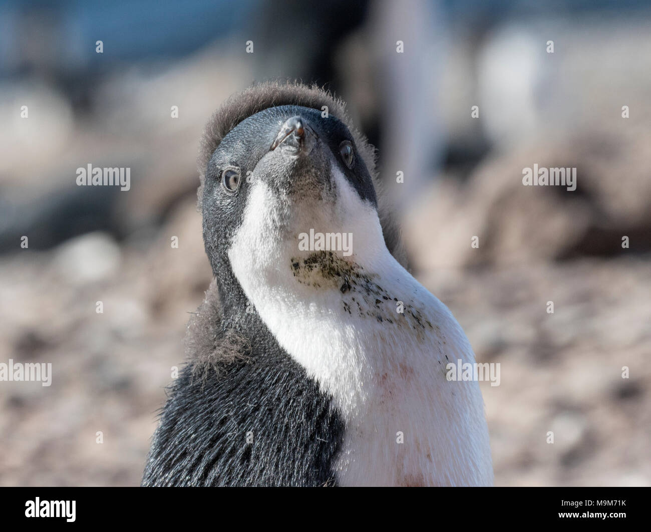 Adelie penguin Pygoscelis adeliae showing young chick standing on beach ...