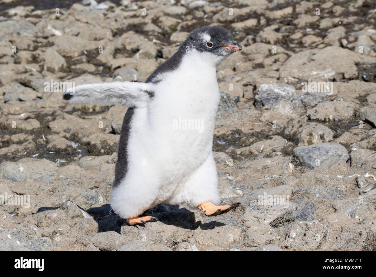 Baby Gentoo Penguins