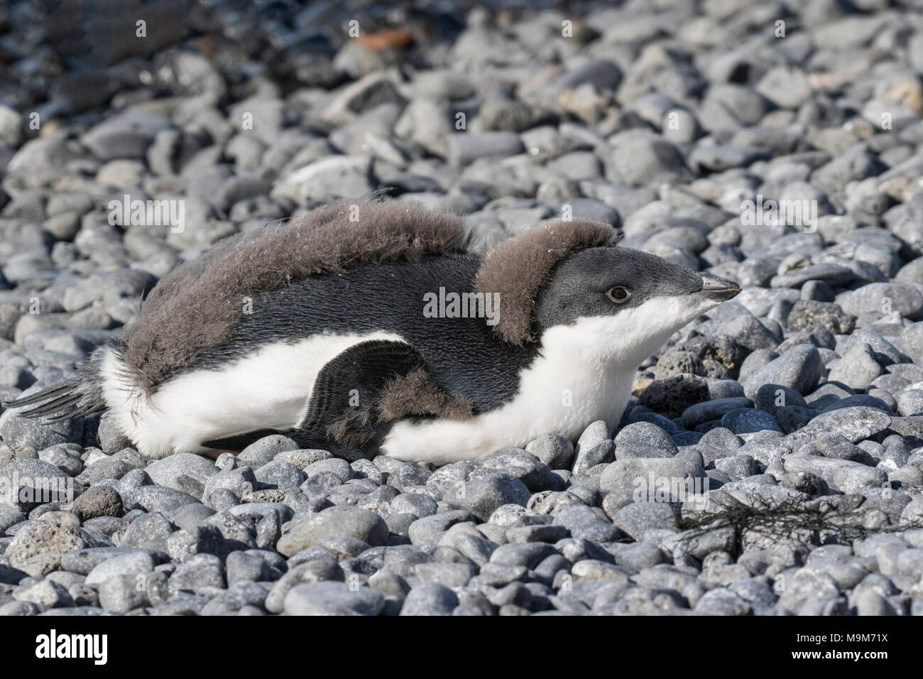 Penguin Breeding Ground High Resolution Stock Photography and Images ...