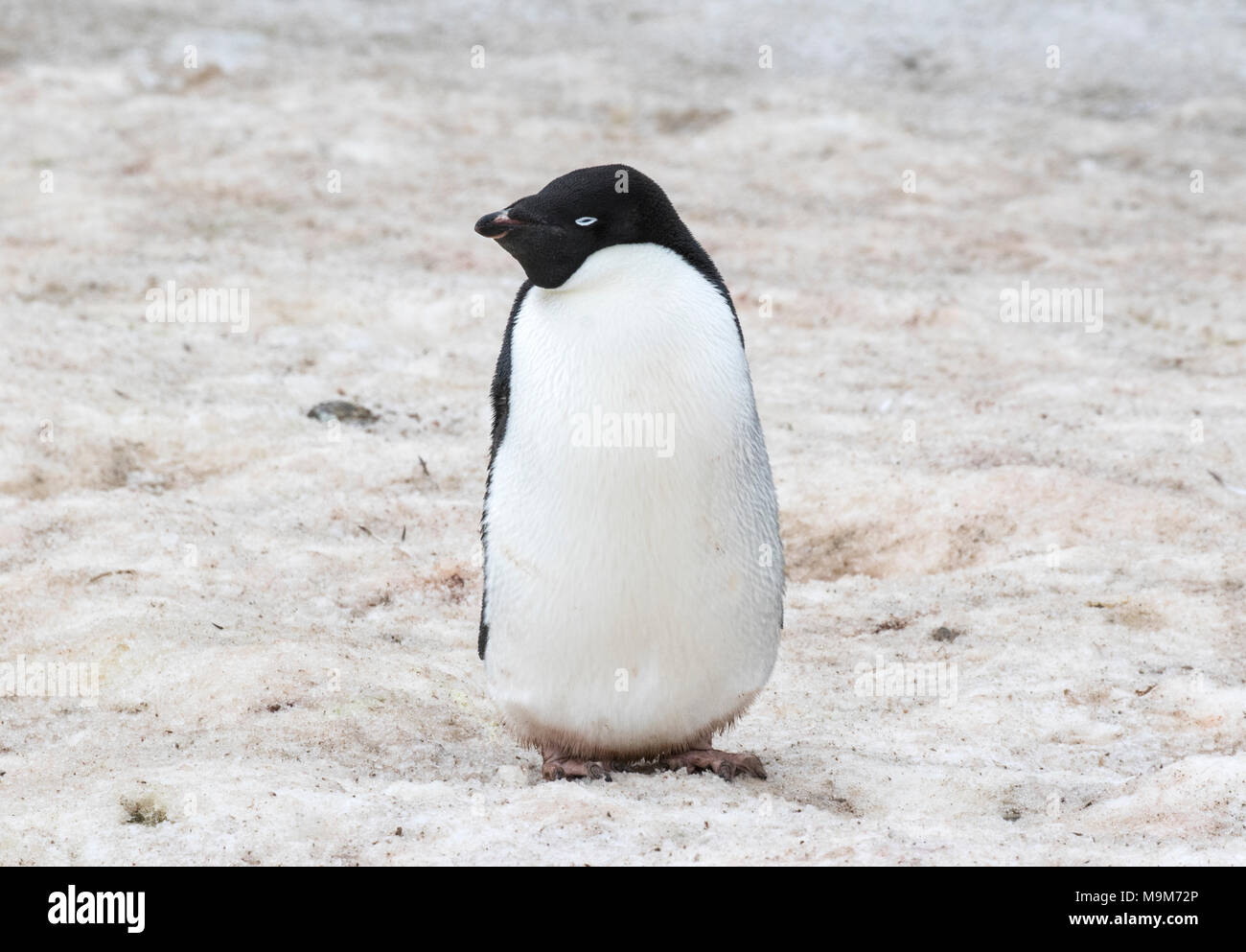Adelie penguin Pygoscelis adeliae single adult standing on ice, Paulet ...