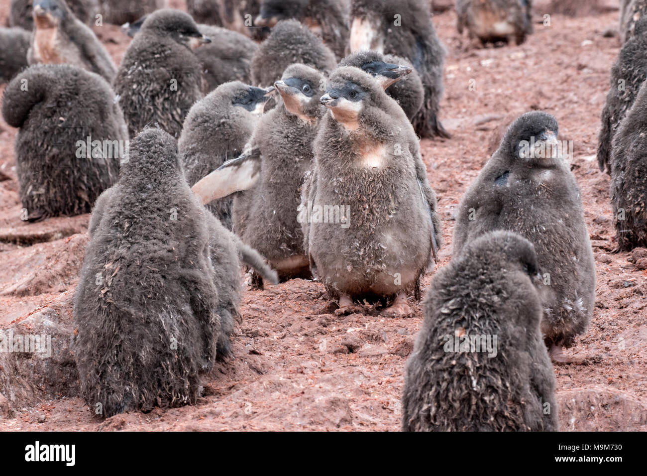 Baby penguins creche hi-res stock photography and images - Alamy