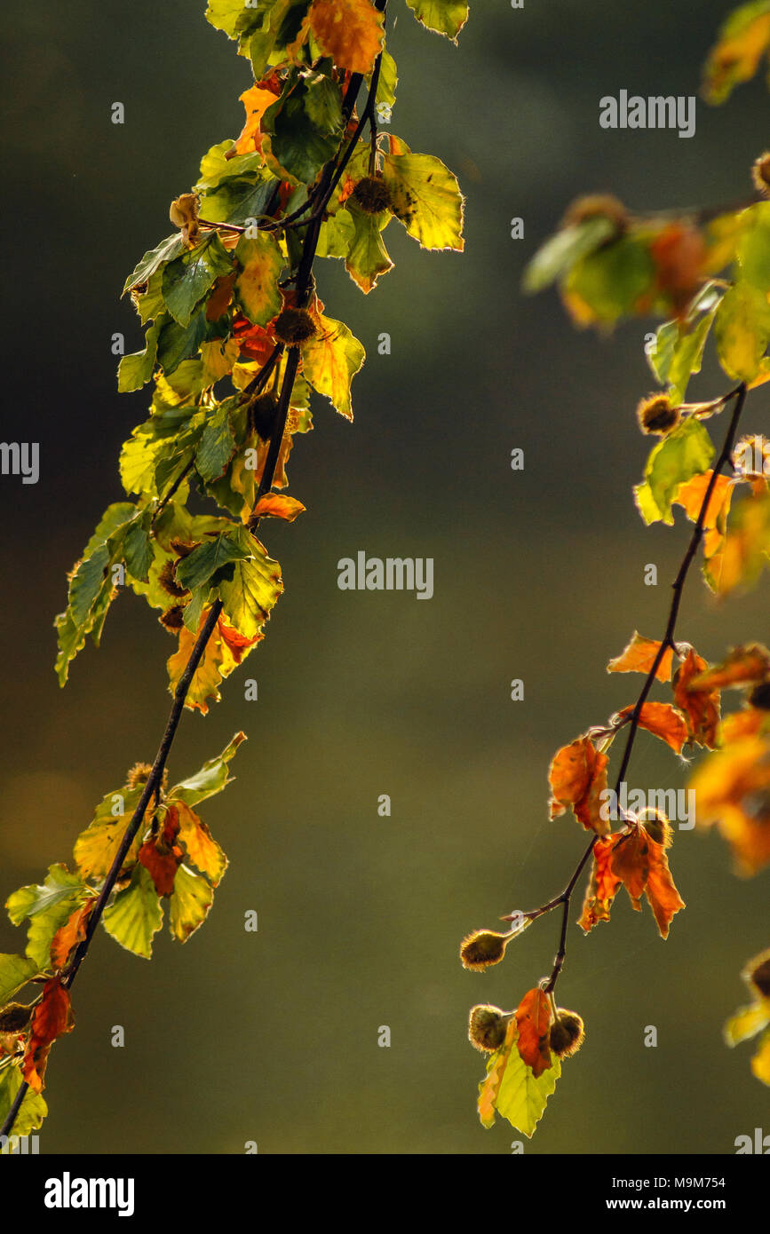 Beech leaves and fruits overhanging the Lancaster Canal near Garstang ...