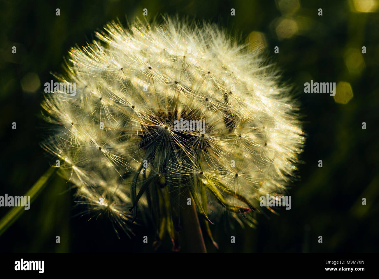 Taraxacum officinale seed hi-res stock photography and images - Alamy