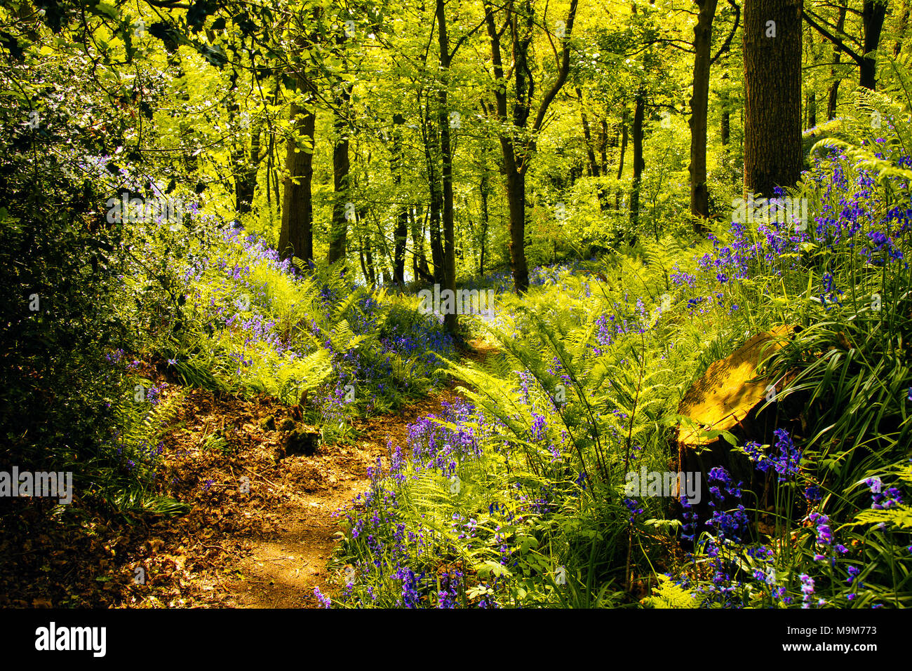 Path through bluebell wood hi-res stock photography and images - Alamy