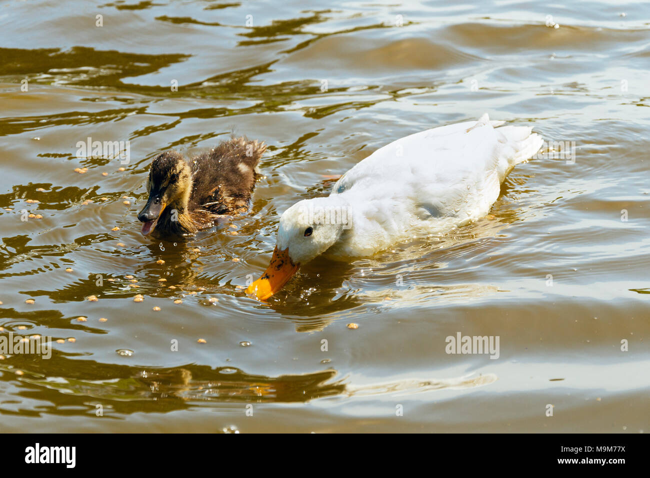 Mismatch hi-res stock photography and images - Alamy