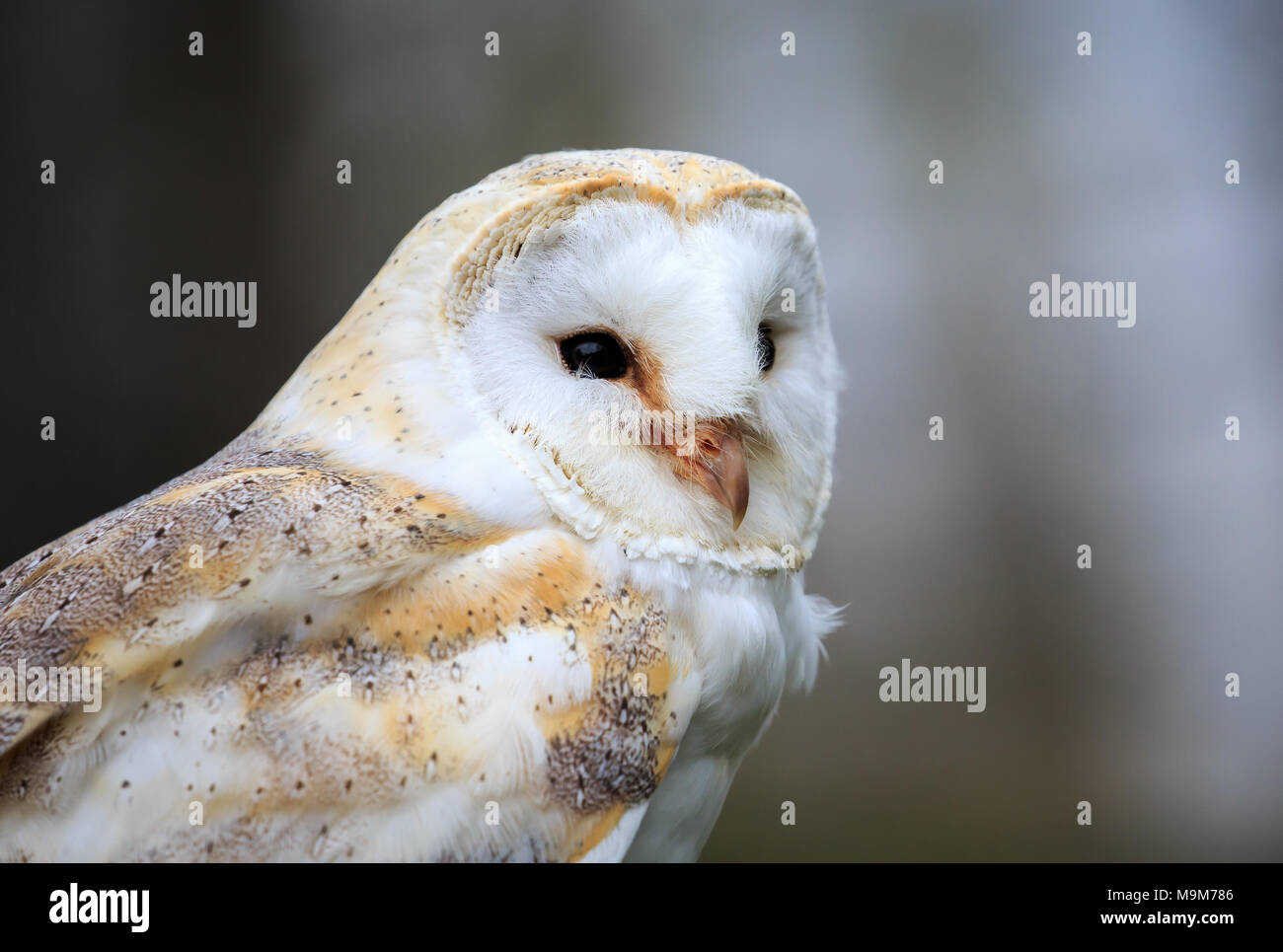 The barn owl is the most widely distributed species of owl and one of ...