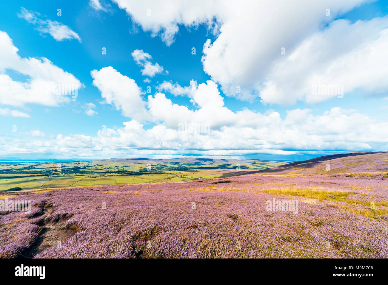 Moorland forest hi-res stock photography and images - Alamy