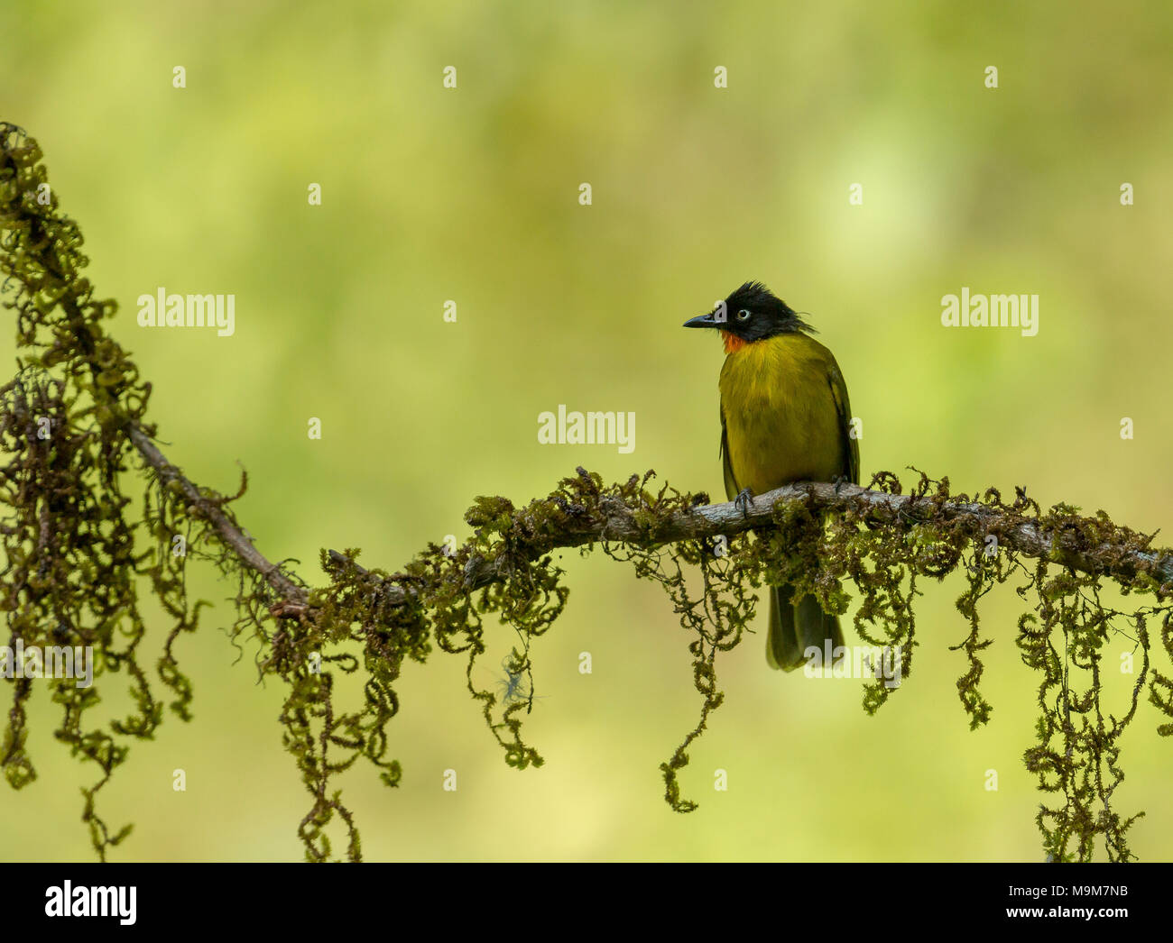 Flame throated bulbul hi-res stock photography and images - Alamy