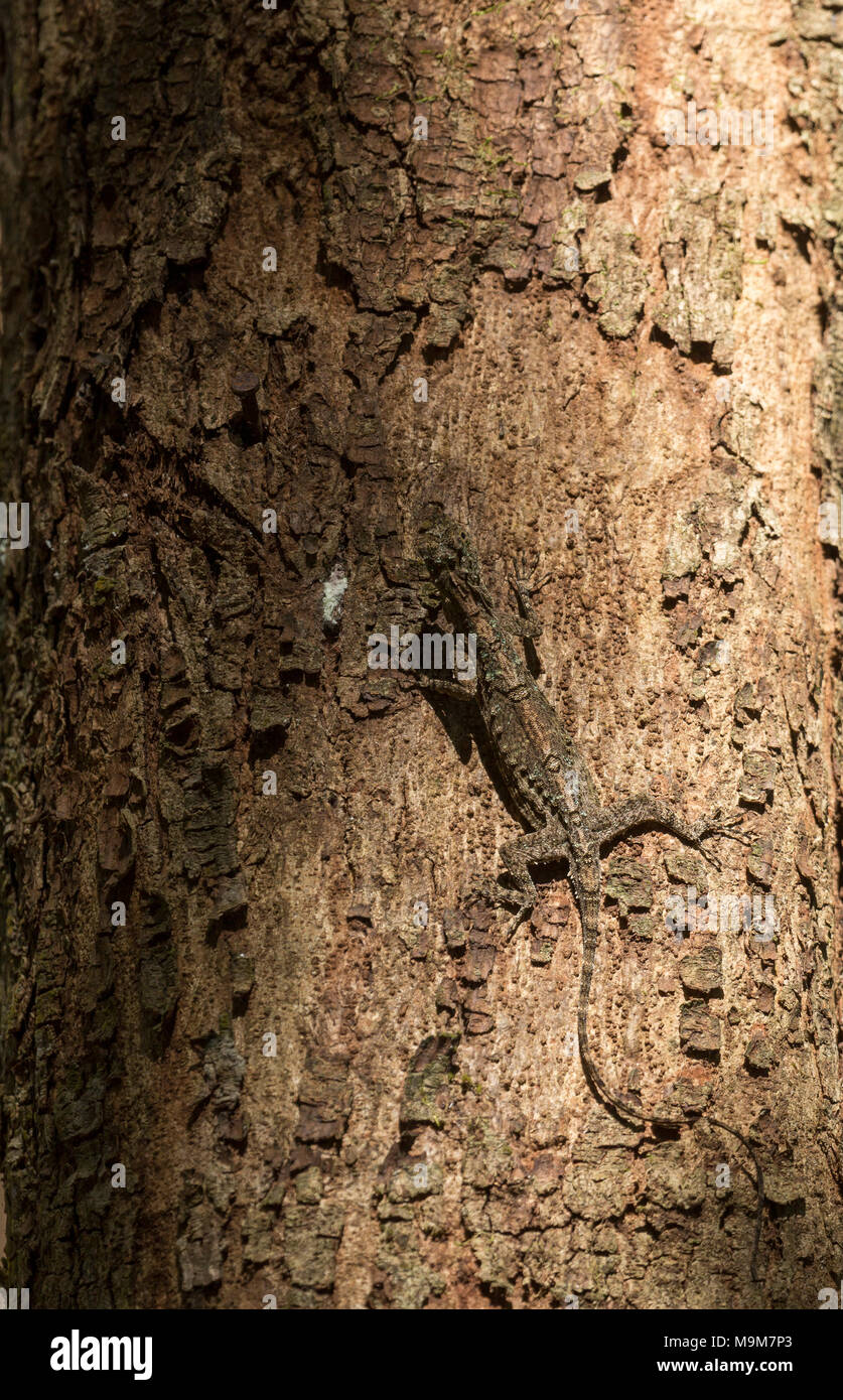 Canopy lizard hi-res stock photography and images - Alamy