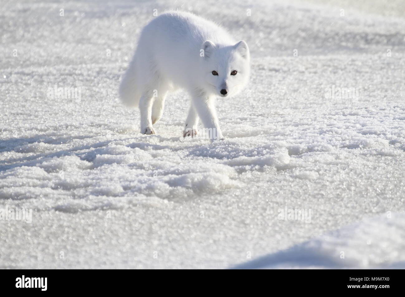 Wild Arctic Fox Face towards you walking in the snow Stock Photo - Alamy