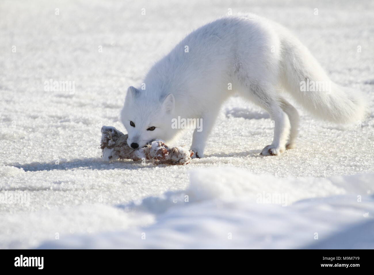 Arctic fox face hi-res stock photography and images - Alamy