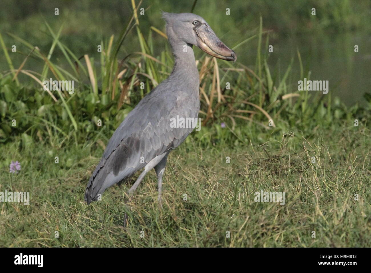 Endangered Shoebill side profile in Marshes, Lake Albert, Uganda Stock ...