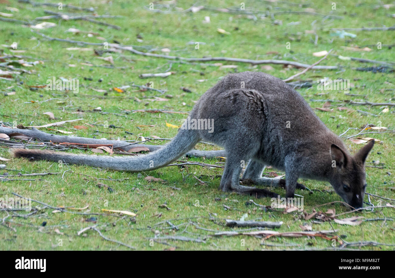 Bennett’s wallabies tasmania hi-res stock photography and images - Alamy