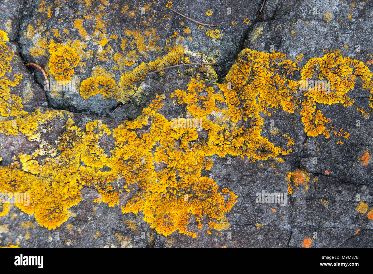 Lichen growing on boulders at Bruny Island, Tasmania, Australia Stock ...