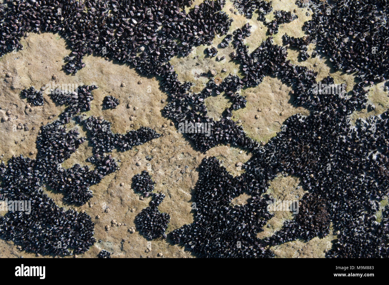 Coastal rock texture hi-res stock photography and images - Alamy