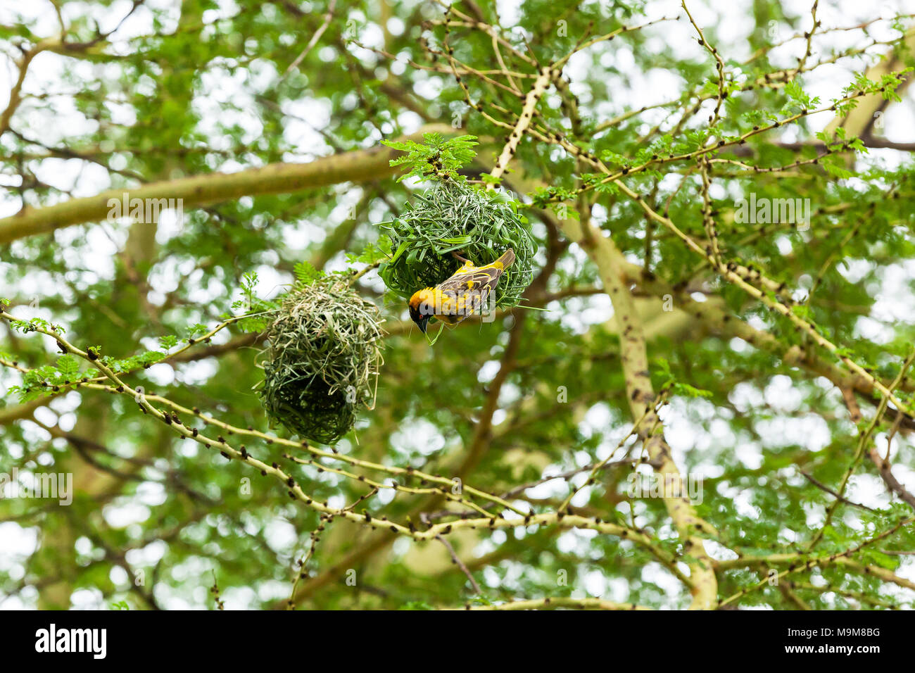 Southern masked weaver bird top of nest hi-res stock photography and ...