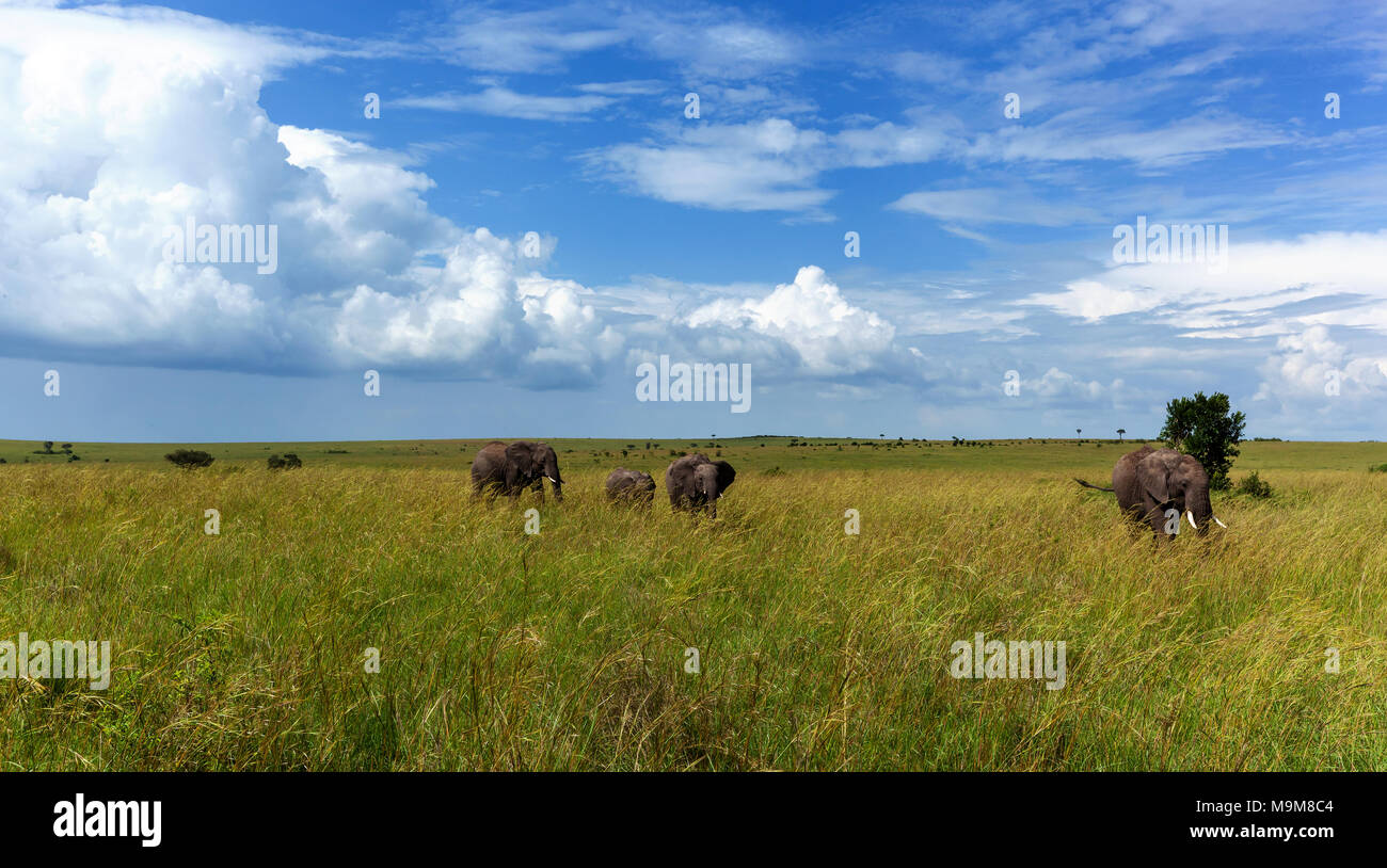 Baby shroud hi-res stock photography and images - Alamy