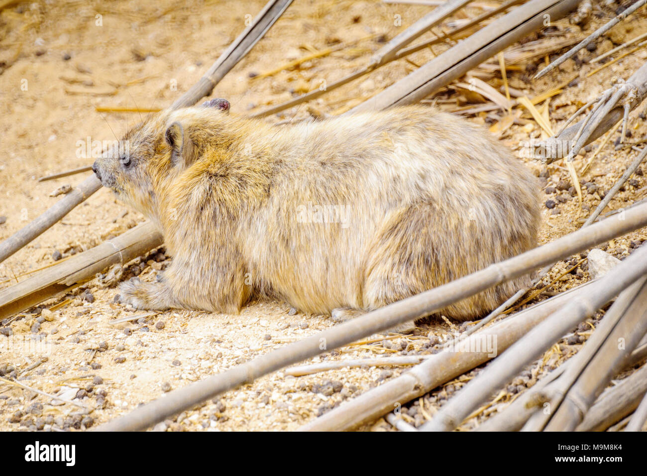 Ein animal hi-res stock photography and images - Alamy