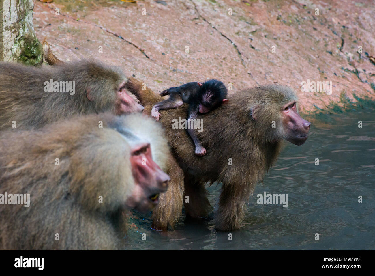 Little cub hi-res stock photography and images - Alamy
