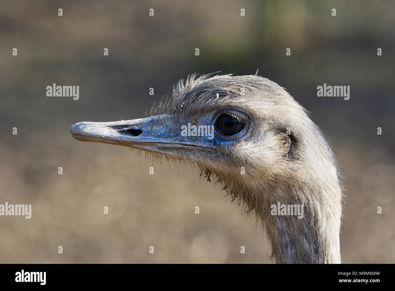 Portrait of greater rhea (Rhea americana), also known as the common ...