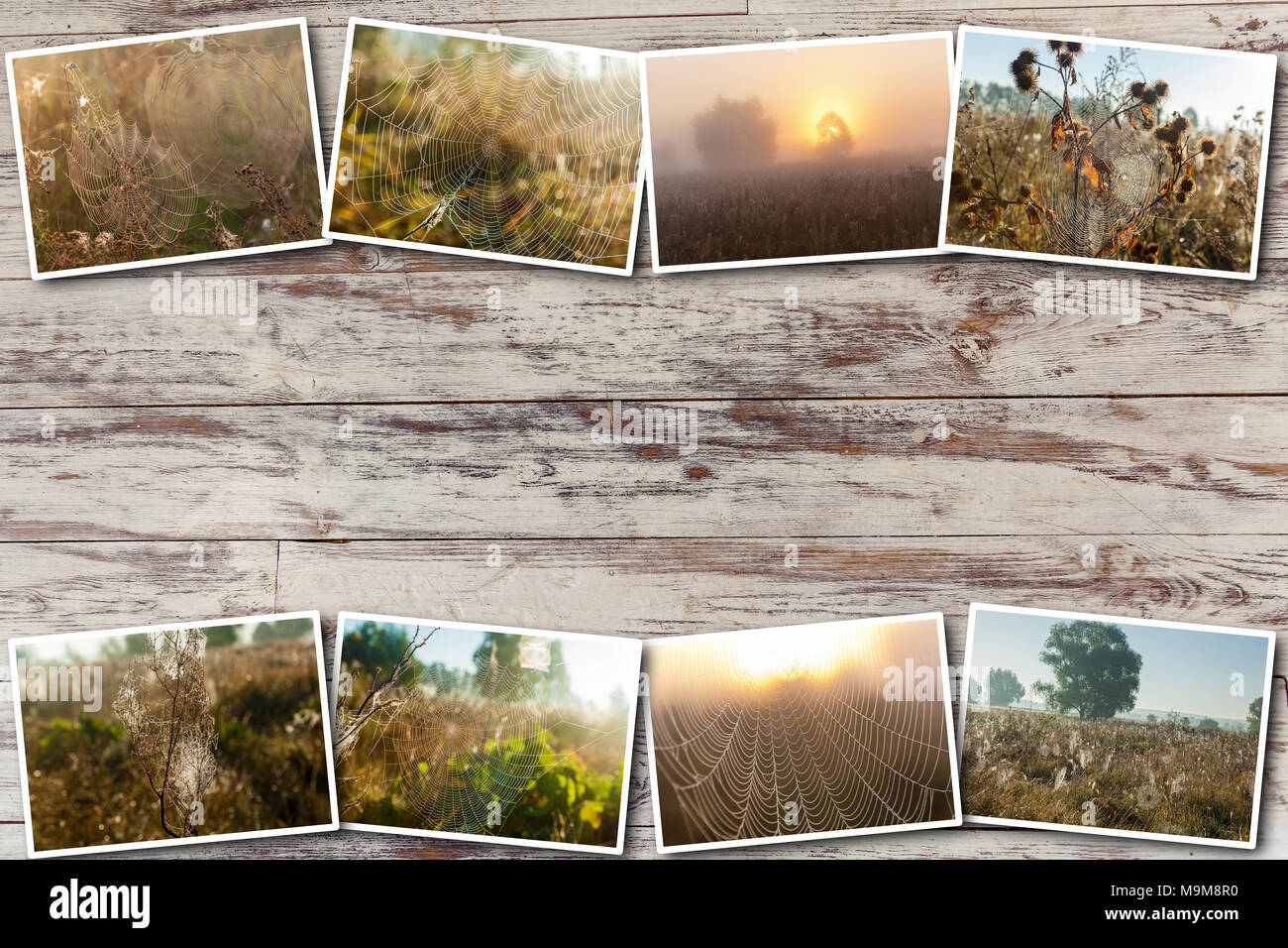 collage Spider web on the background of the sun and field grass, close ...