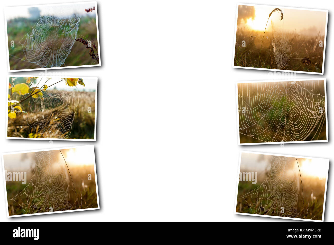 collage on white background Spider web on the background of the sun and ...