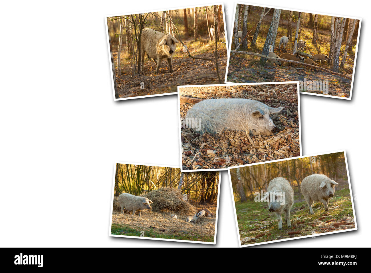 collage on white background Mangalica a Hungarian breed of domestic pig ...
