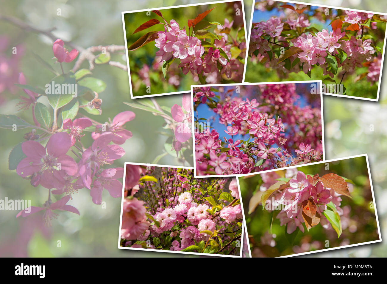 Collage flowers trees hi-res stock photography and images - Alamy
