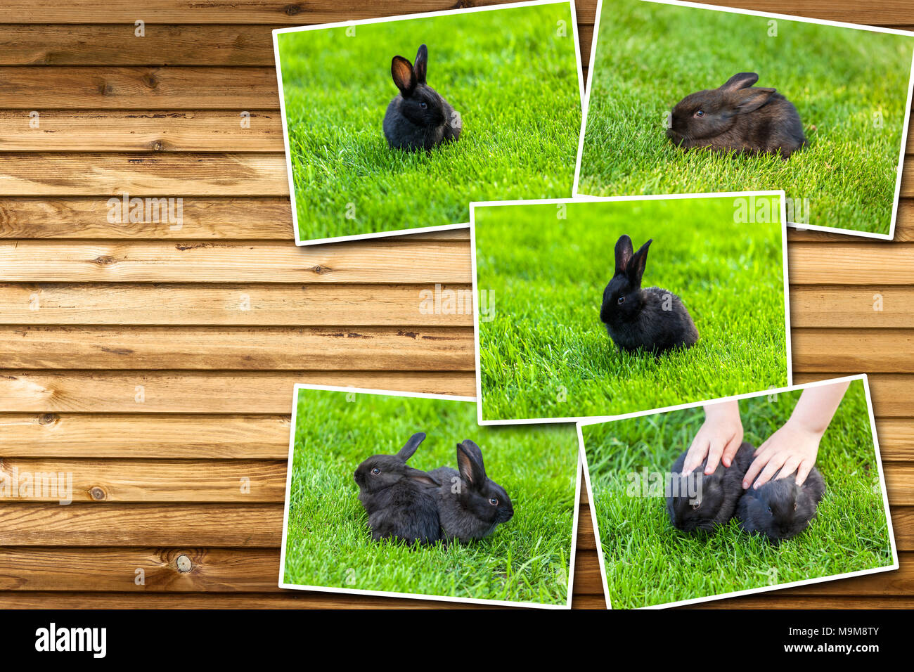 Flora and fauna collage hi-res stock photography and images - Alamy