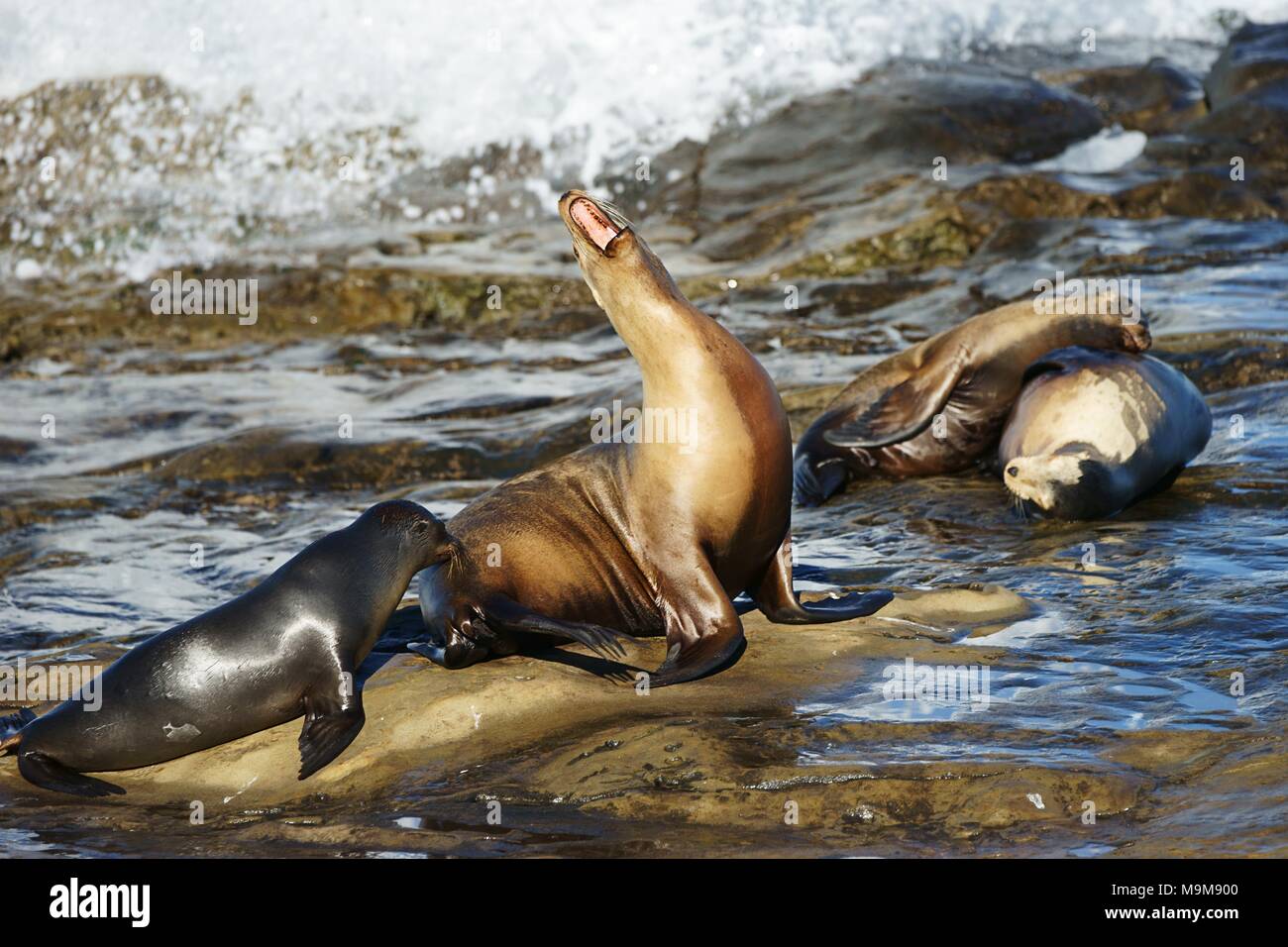 Yelling animal hi-res stock photography and images - Alamy