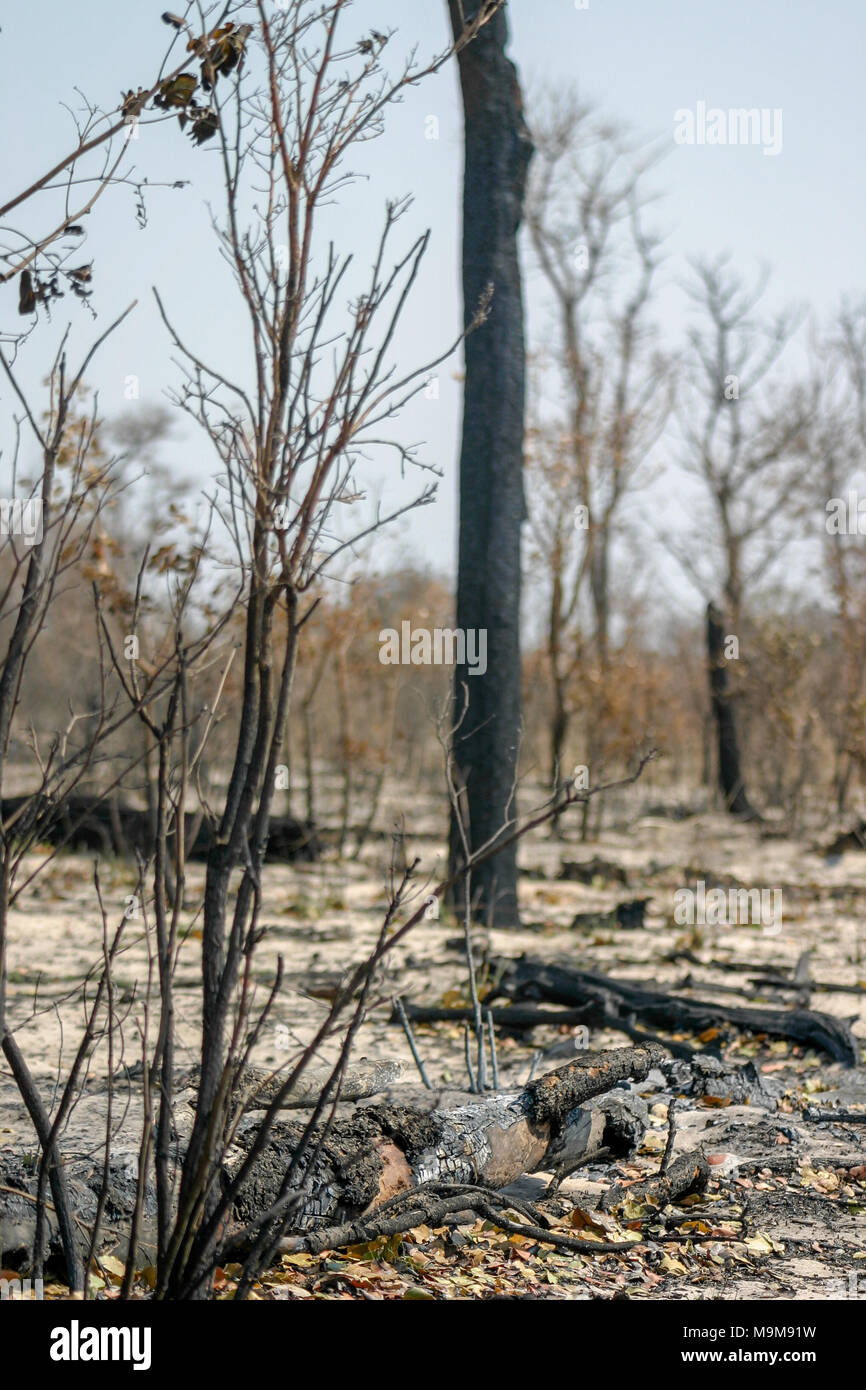 Charred damaged remains of a bushfire in the Tsumkwe region of Namibia ...
