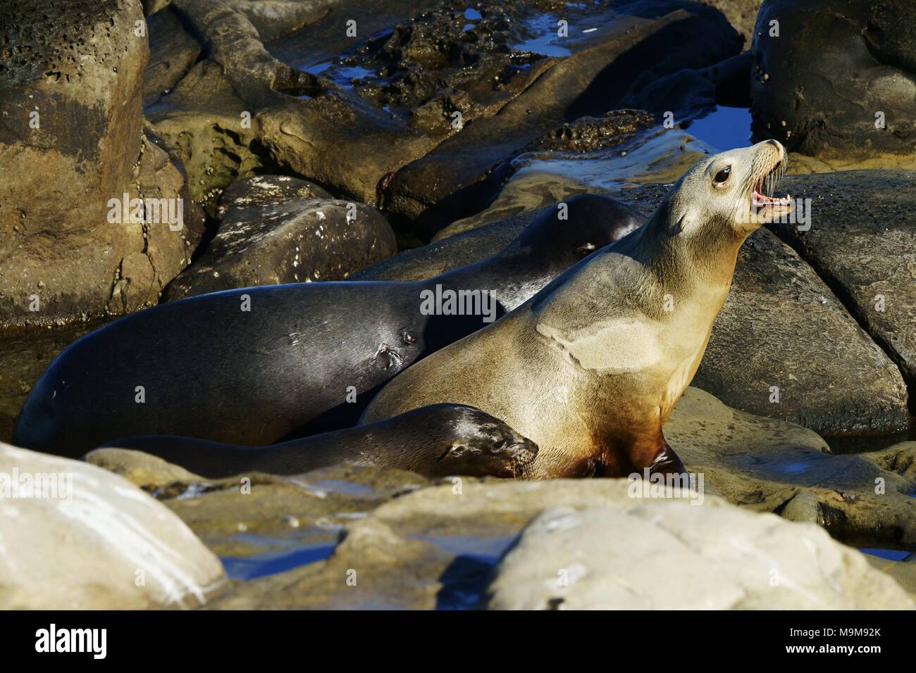 Marine animal vocalizing hi-res stock photography and images - Alamy