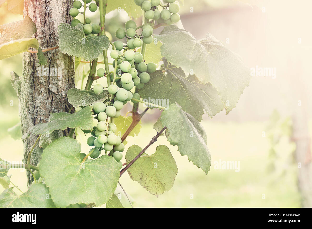 Growth on grape vine leaves hi-res stock photography and images - Alamy