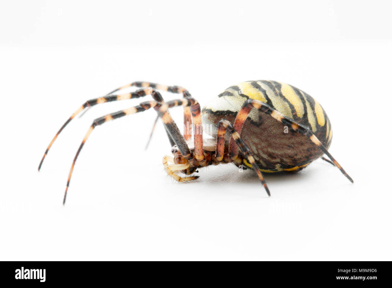 Types of spider found in the uk hi-res stock photography and images - Alamy