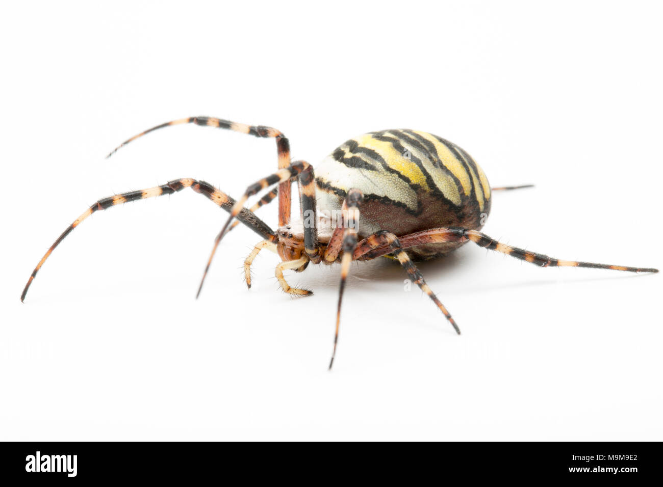 Types of spiders hi-res stock photography and images - Alamy