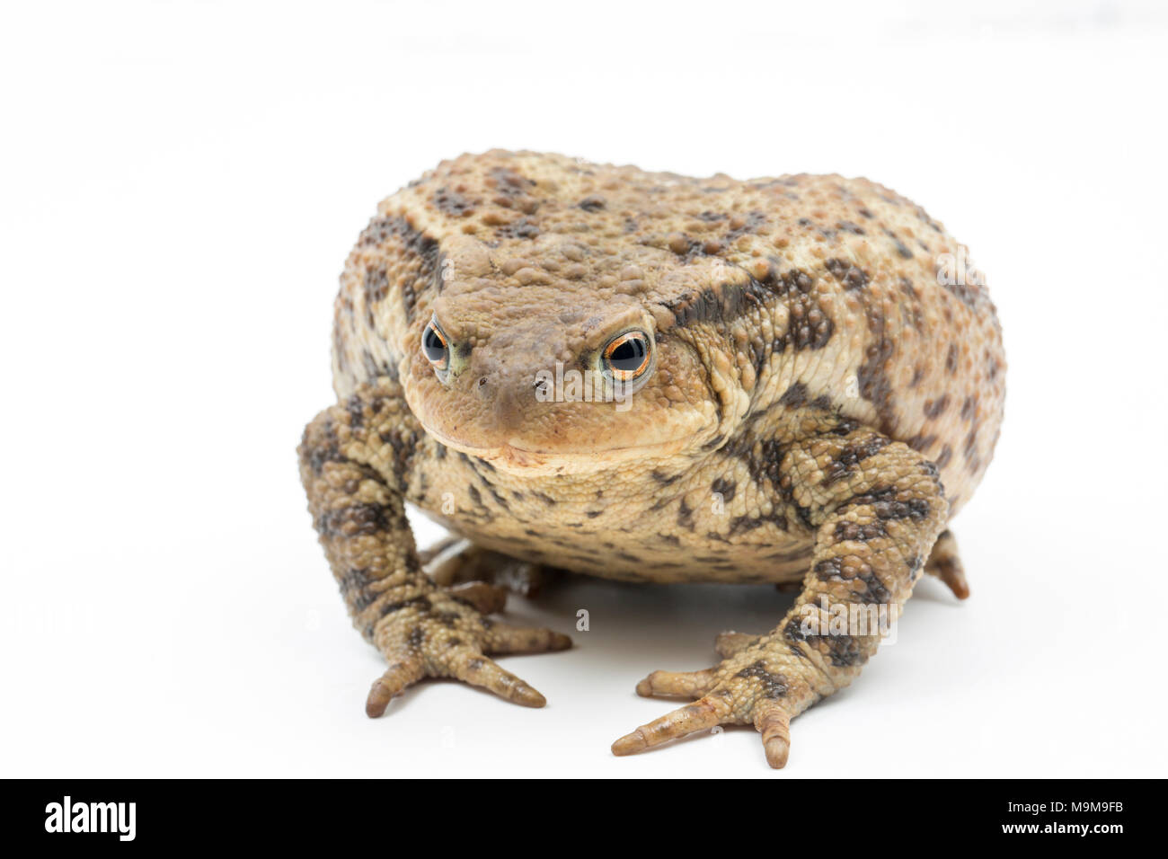 Common European toad, Bufo bufo, on a white background, North Dorset ...