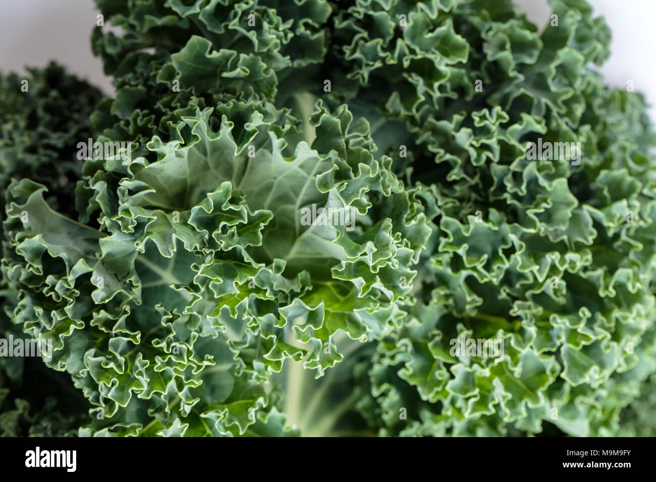 A healthy fresh curly kale Stock Photo - Alamy
