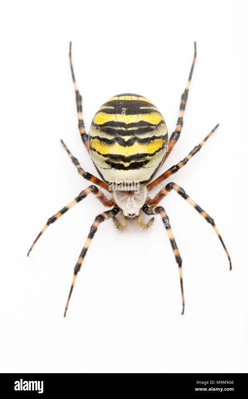 Types of spiders hi-res stock photography and images - Alamy